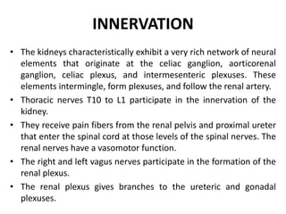 Anatomy of kidney nd ureter copy | PPTX