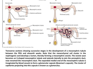 Anatomy of kidney nd ureter copy | PPTX