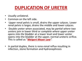 Anatomy of kidney nd ureter copy | PPT