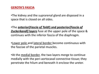Anatomy of kidney nd ureter copy | PPT
