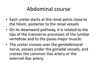 Anatomy of kidney nd ureter copy | PPT