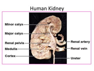 Washing machine of body | PDF