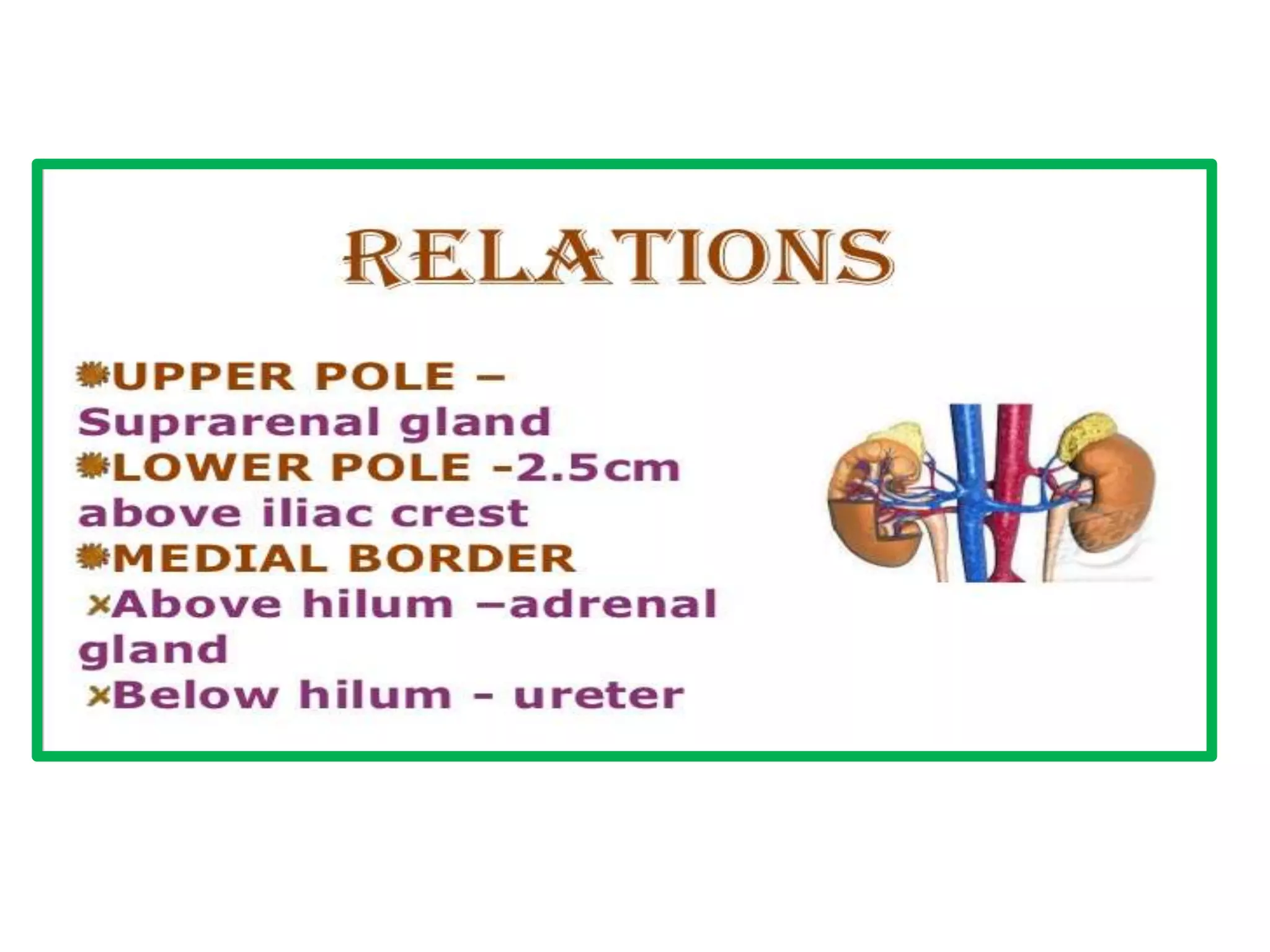 Anatomy of kidneys | PPTX