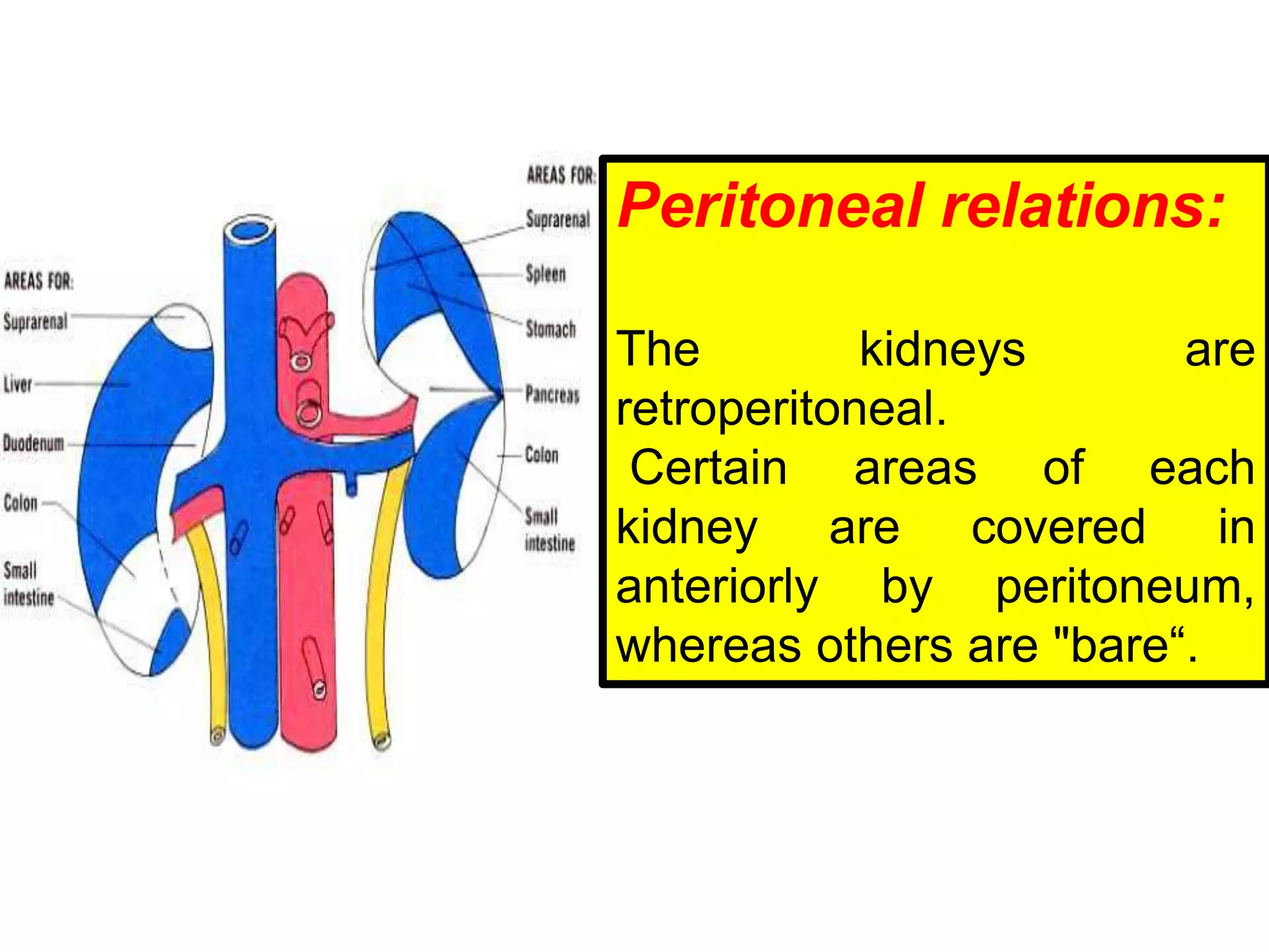 Anatomy of kidneys | PPTX