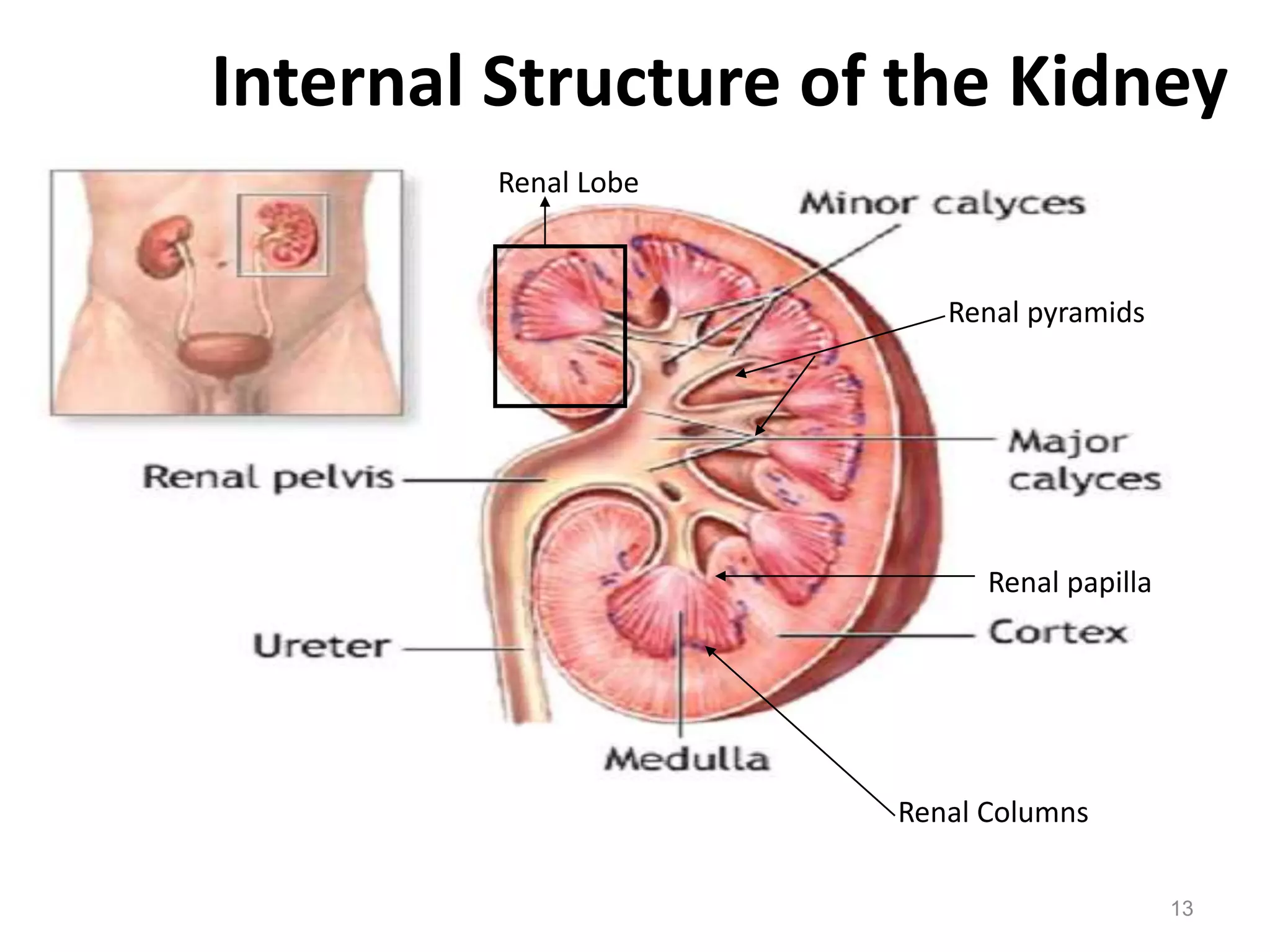 Anatomy of kidneys | PPTX | Endocrine and Metabolic Diseases | Diseases and Conditions