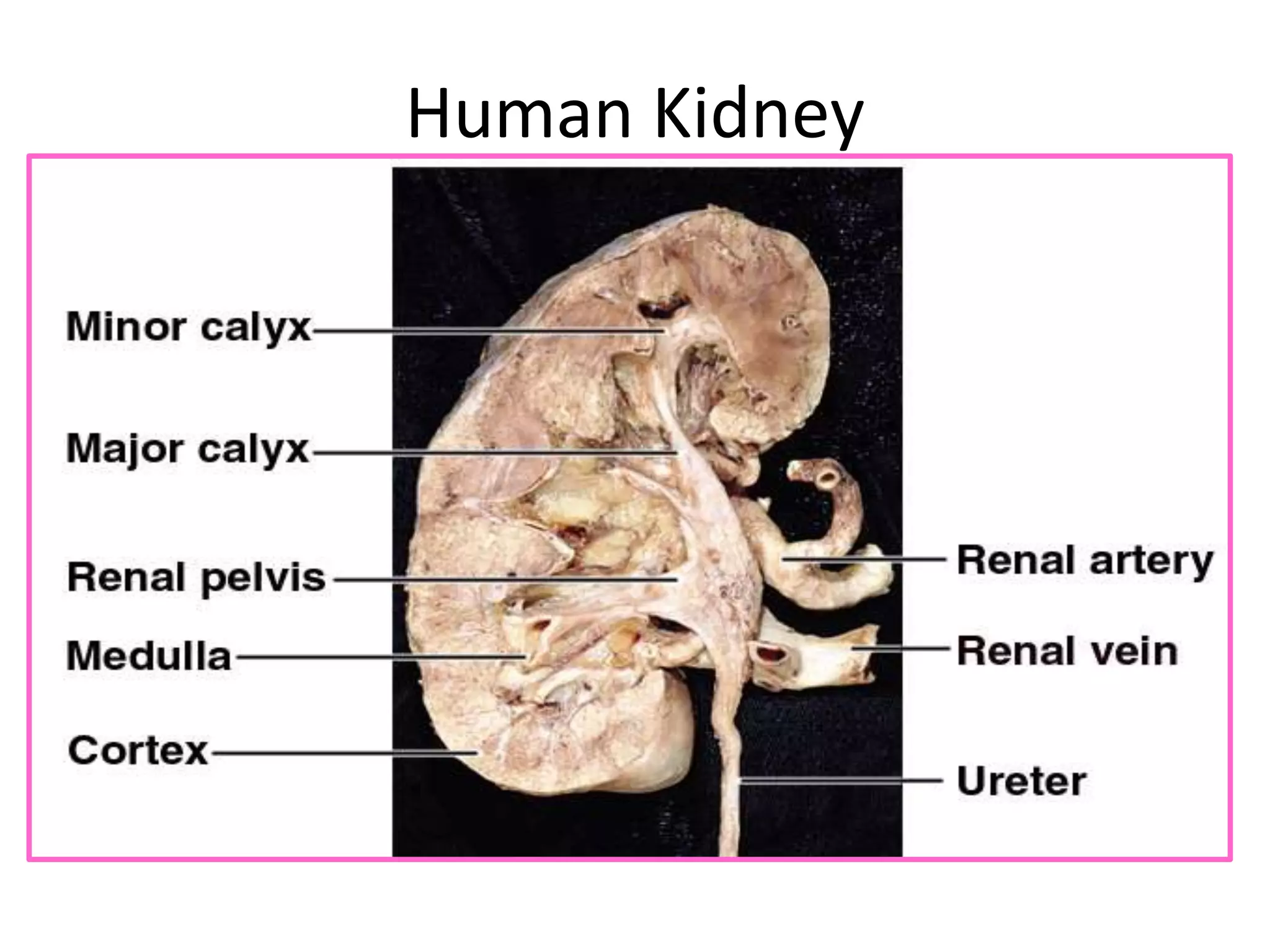 Anatomy of kidneys | PPTX