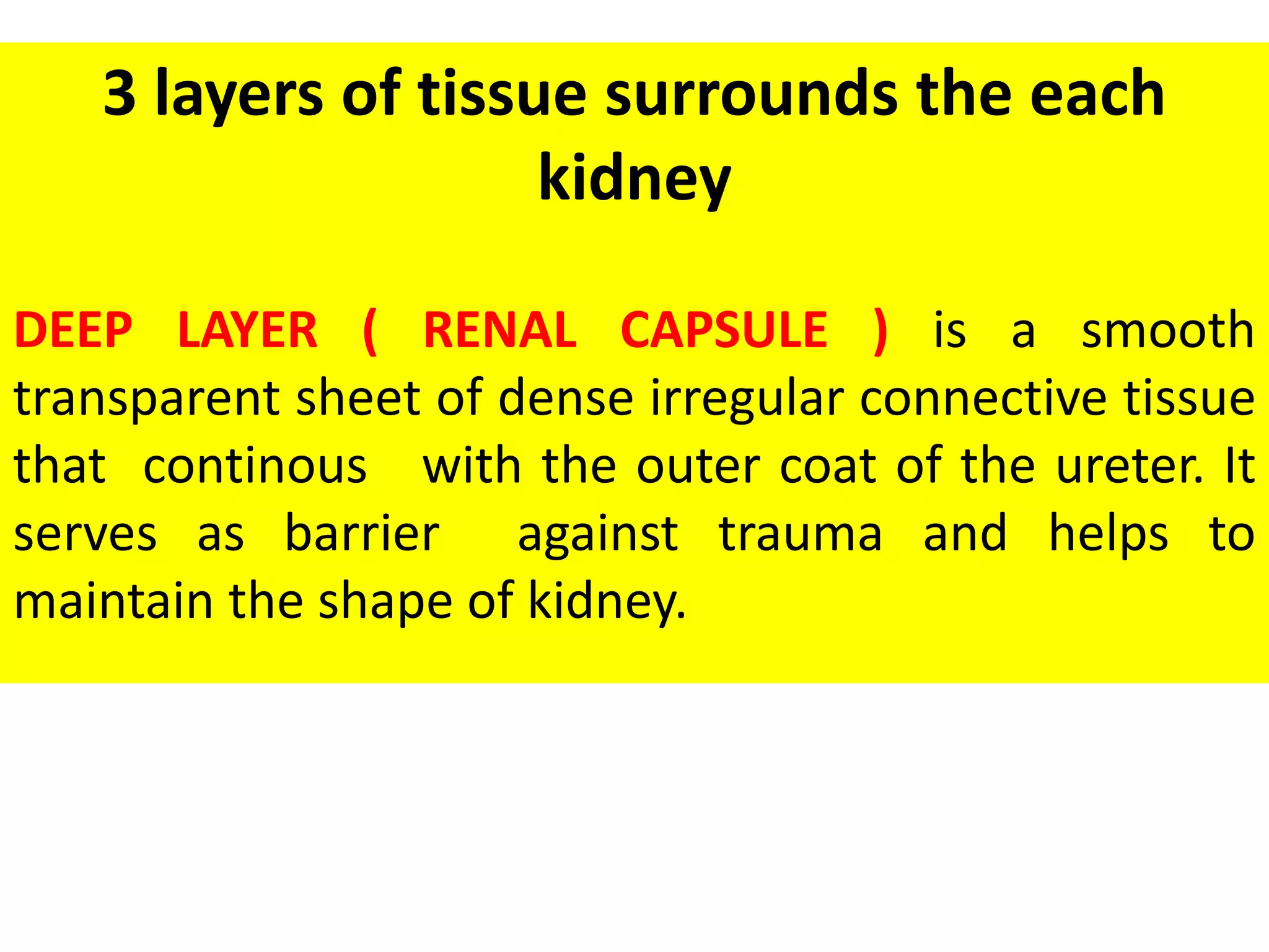 Anatomy of kidneys | PPTX