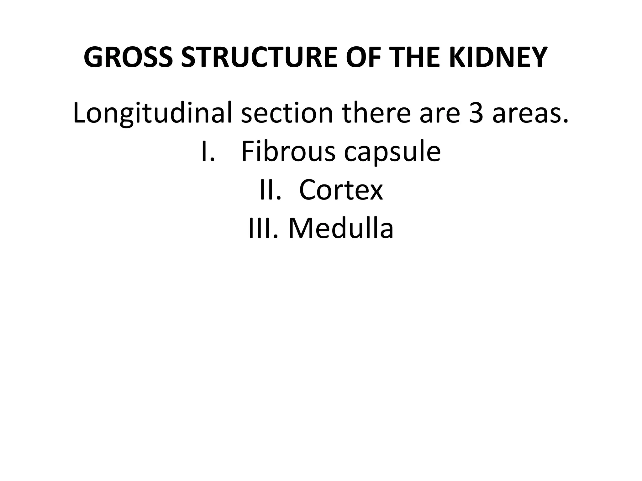 Anatomy of kidneys | PPTX