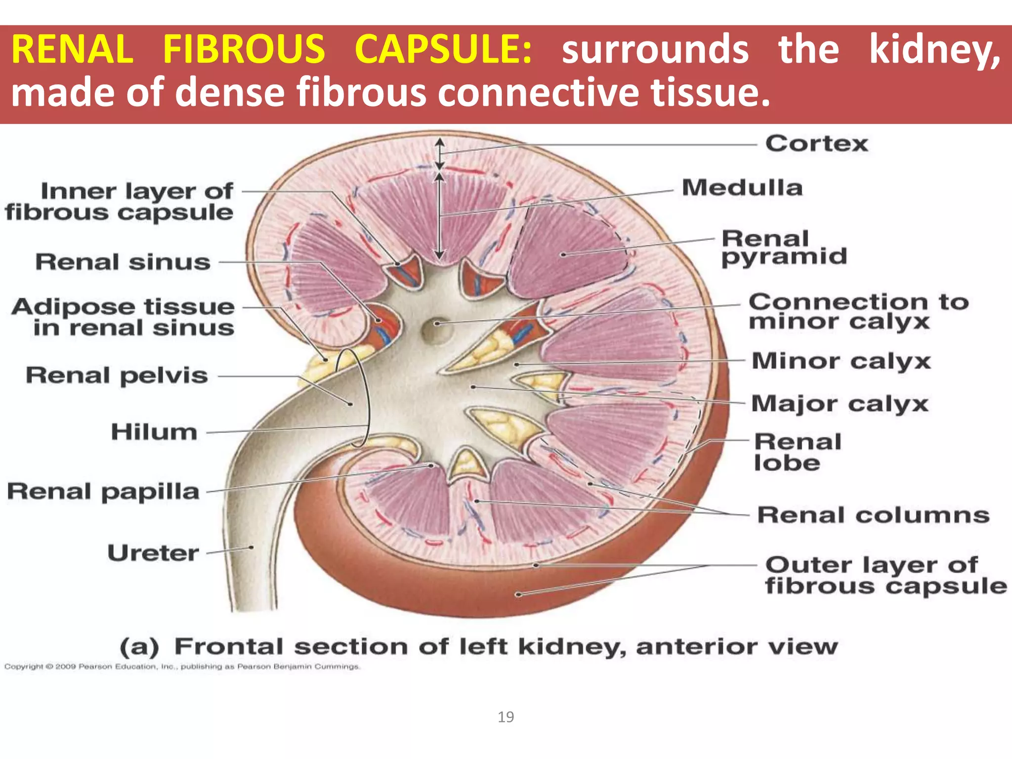 Anatomy of kidneys | PPTX | Endocrine and Metabolic Diseases | Diseases and Conditions