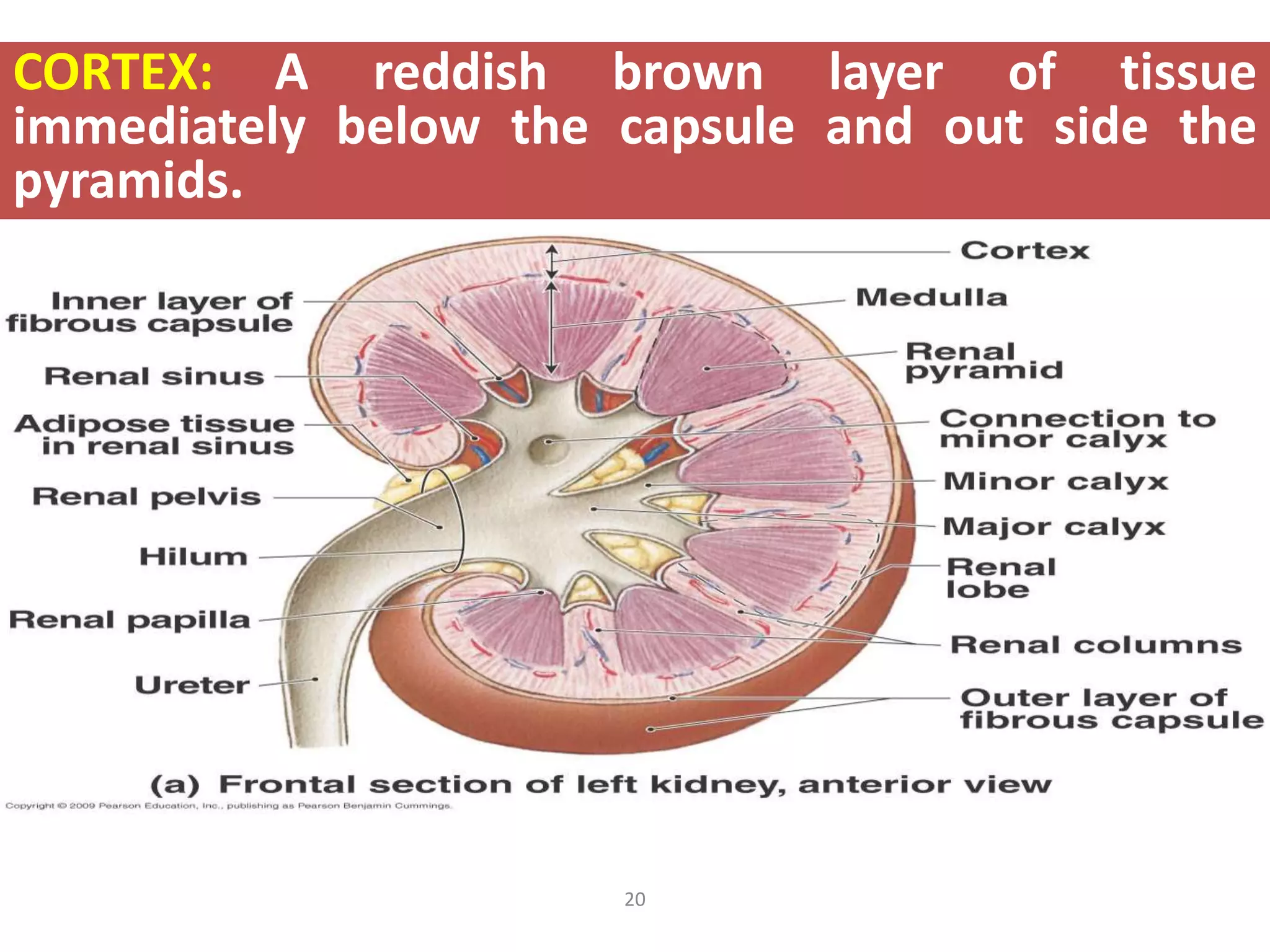 Anatomy of kidneys | PPTX | Endocrine and Metabolic Diseases | Diseases and Conditions