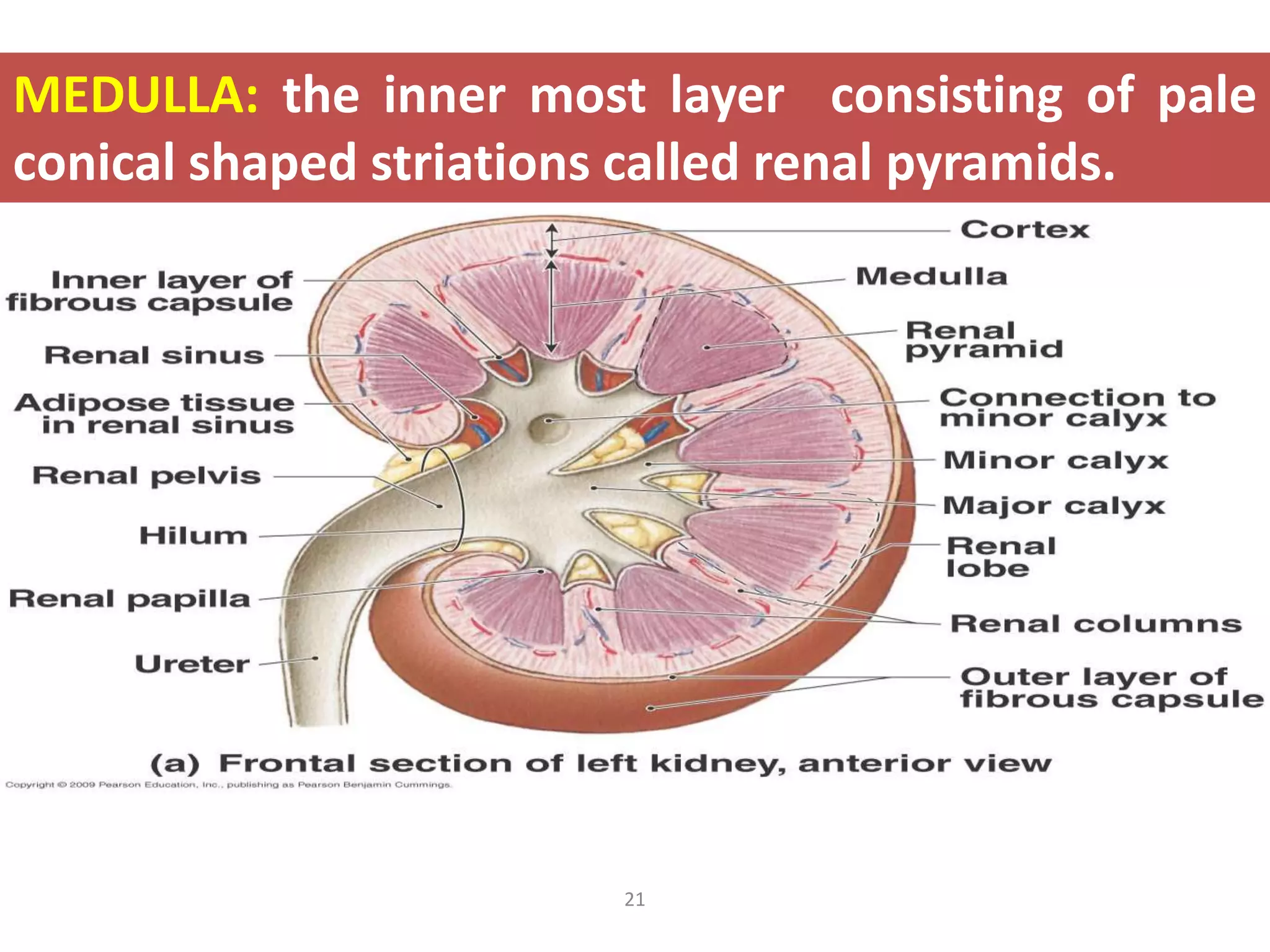 Anatomy of kidneys | PPTX