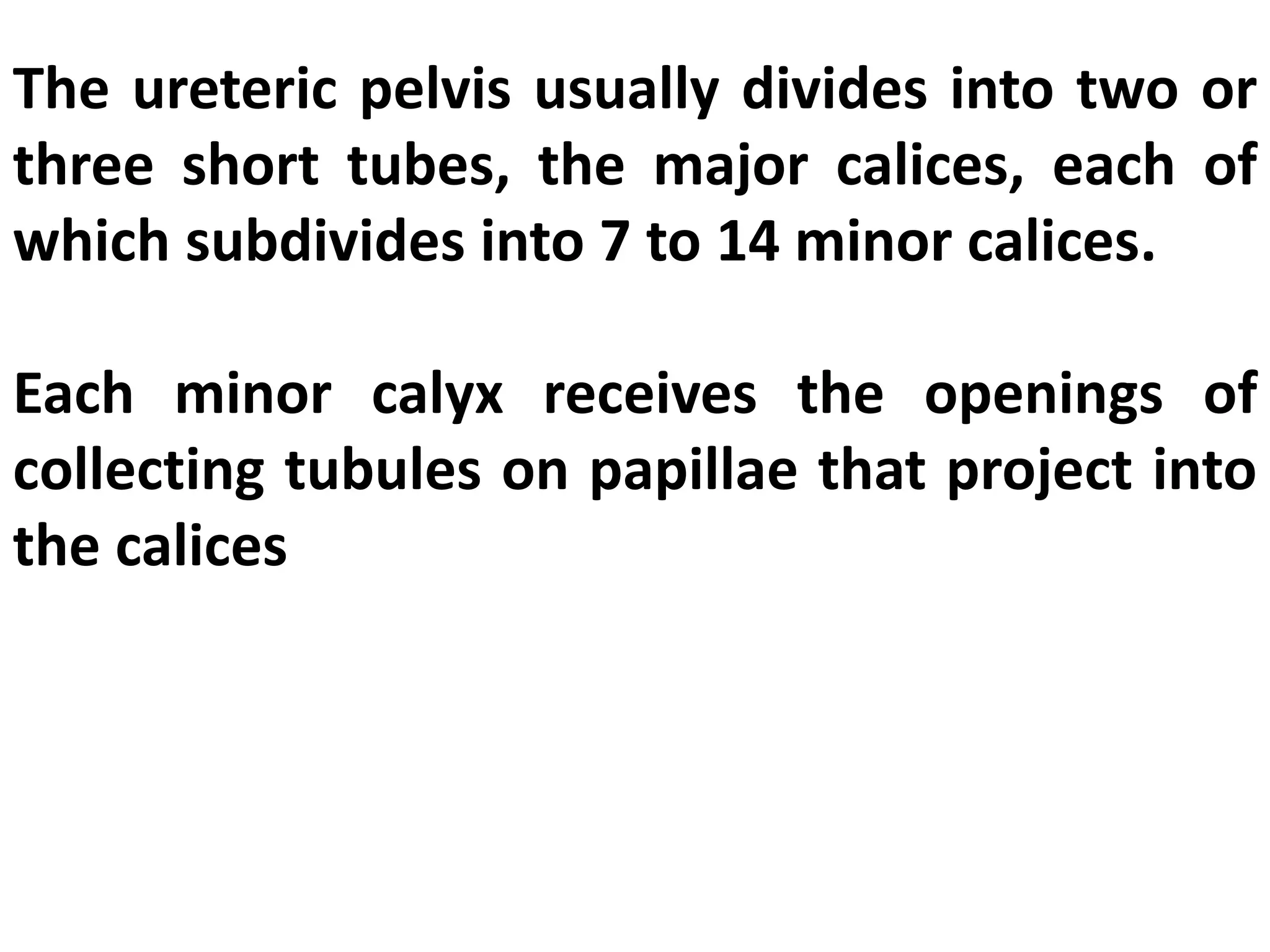 Anatomy of kidneys | PPTX