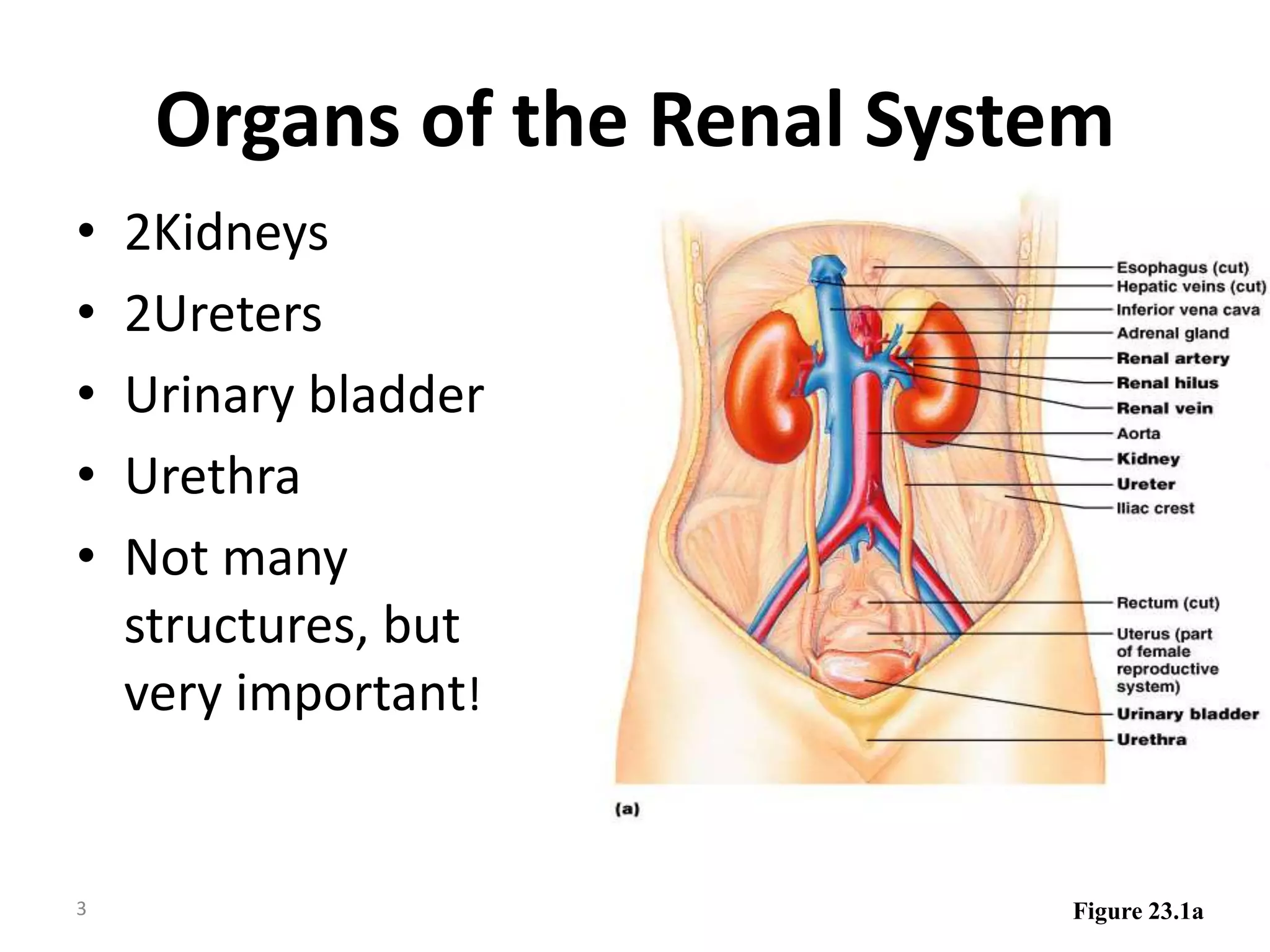 Anatomy of kidneys | PPTX | Endocrine and Metabolic Diseases | Diseases and Conditions