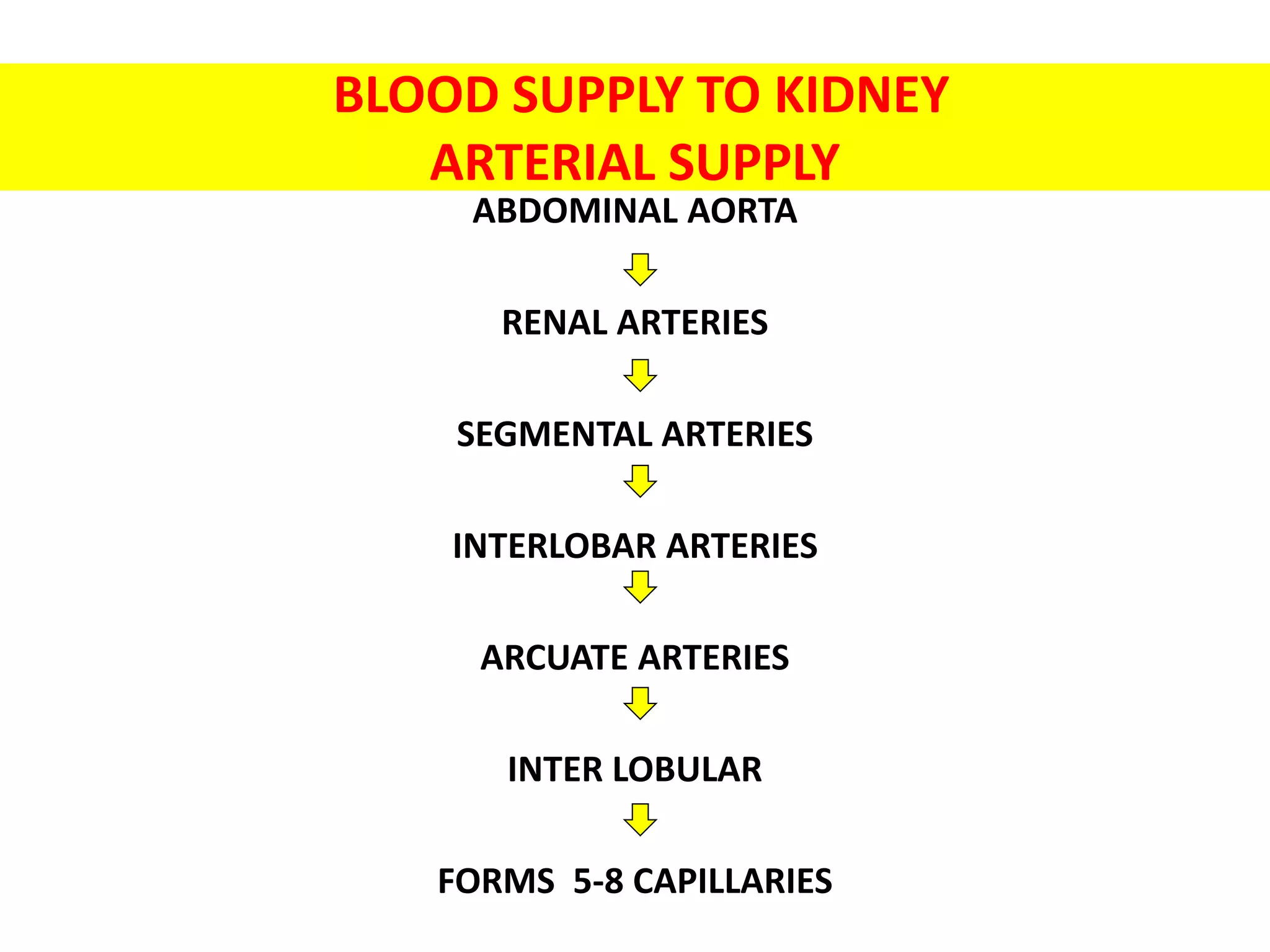 Anatomy of kidneys | PPTX