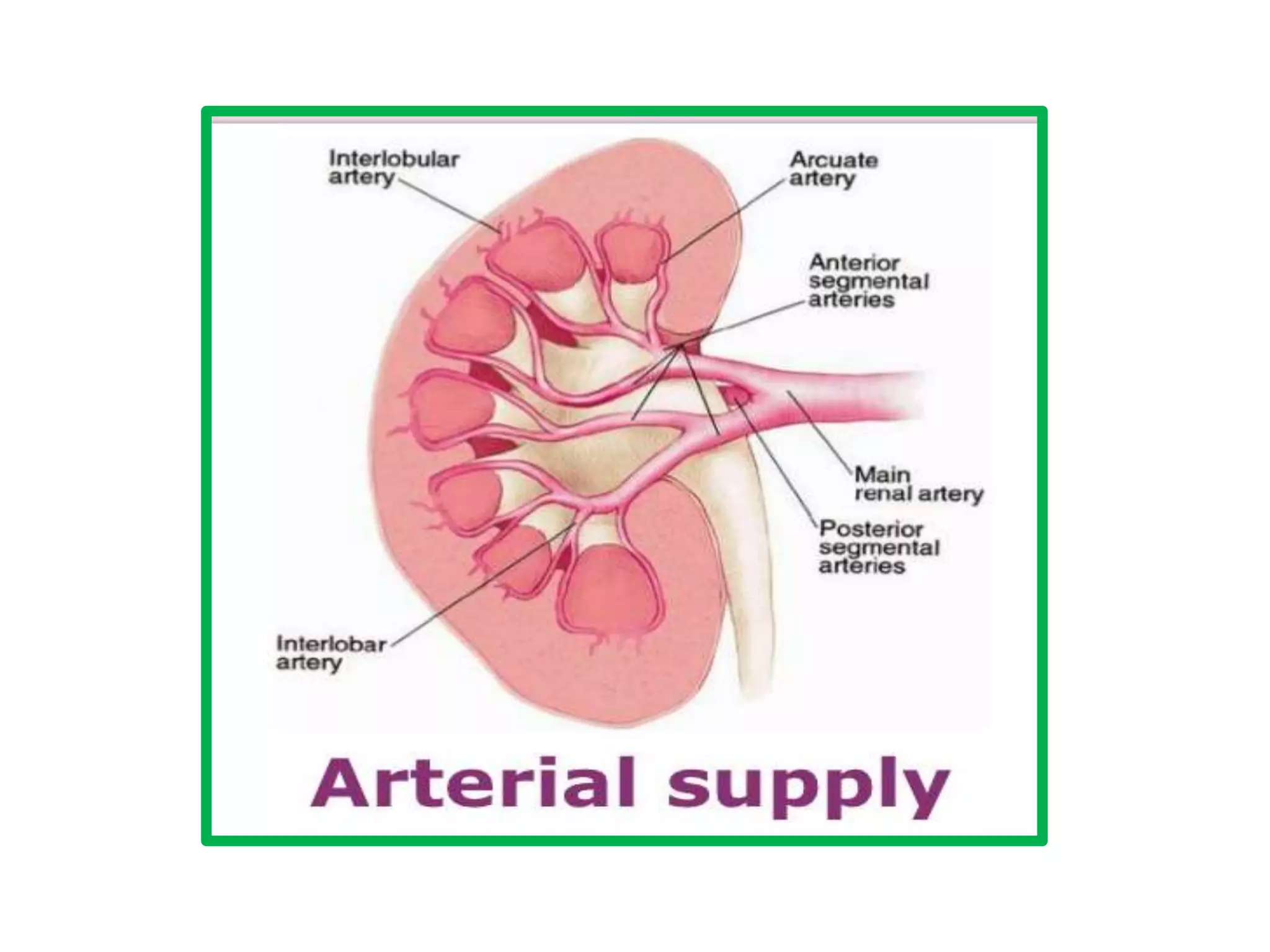 Anatomy of kidneys | PPTX