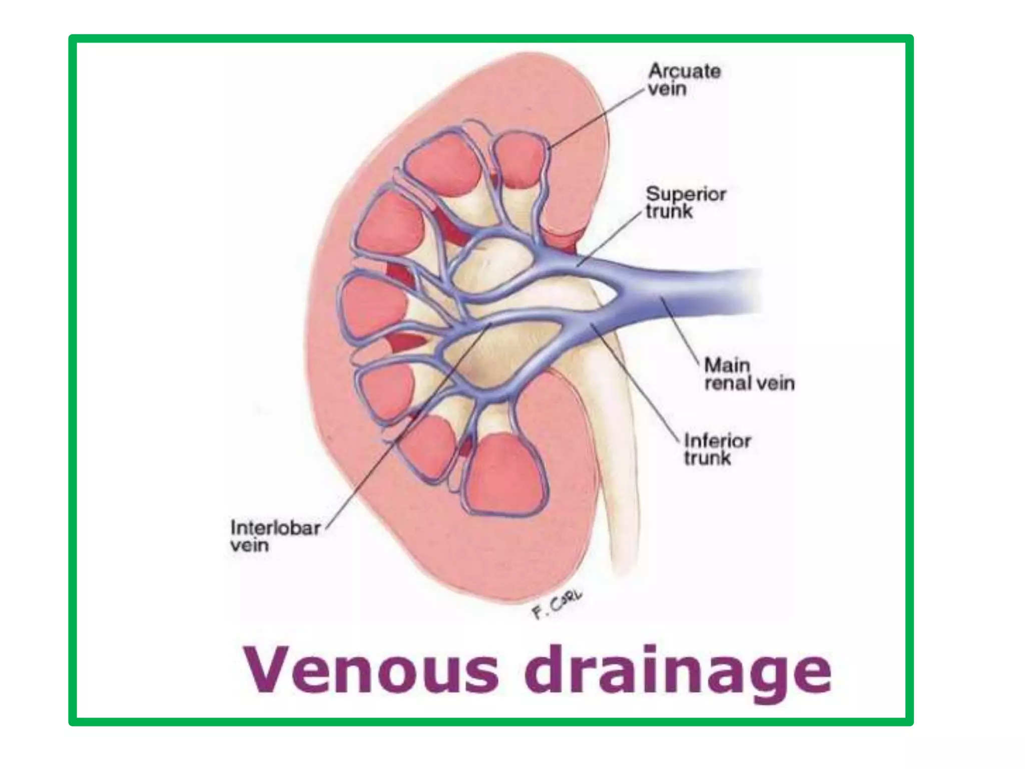 Anatomy of kidneys | PPTX