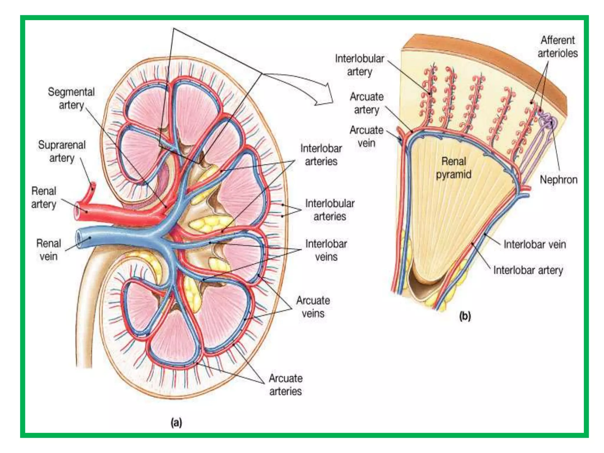 Anatomy of kidneys | PPTX | Endocrine and Metabolic Diseases | Diseases and Conditions
