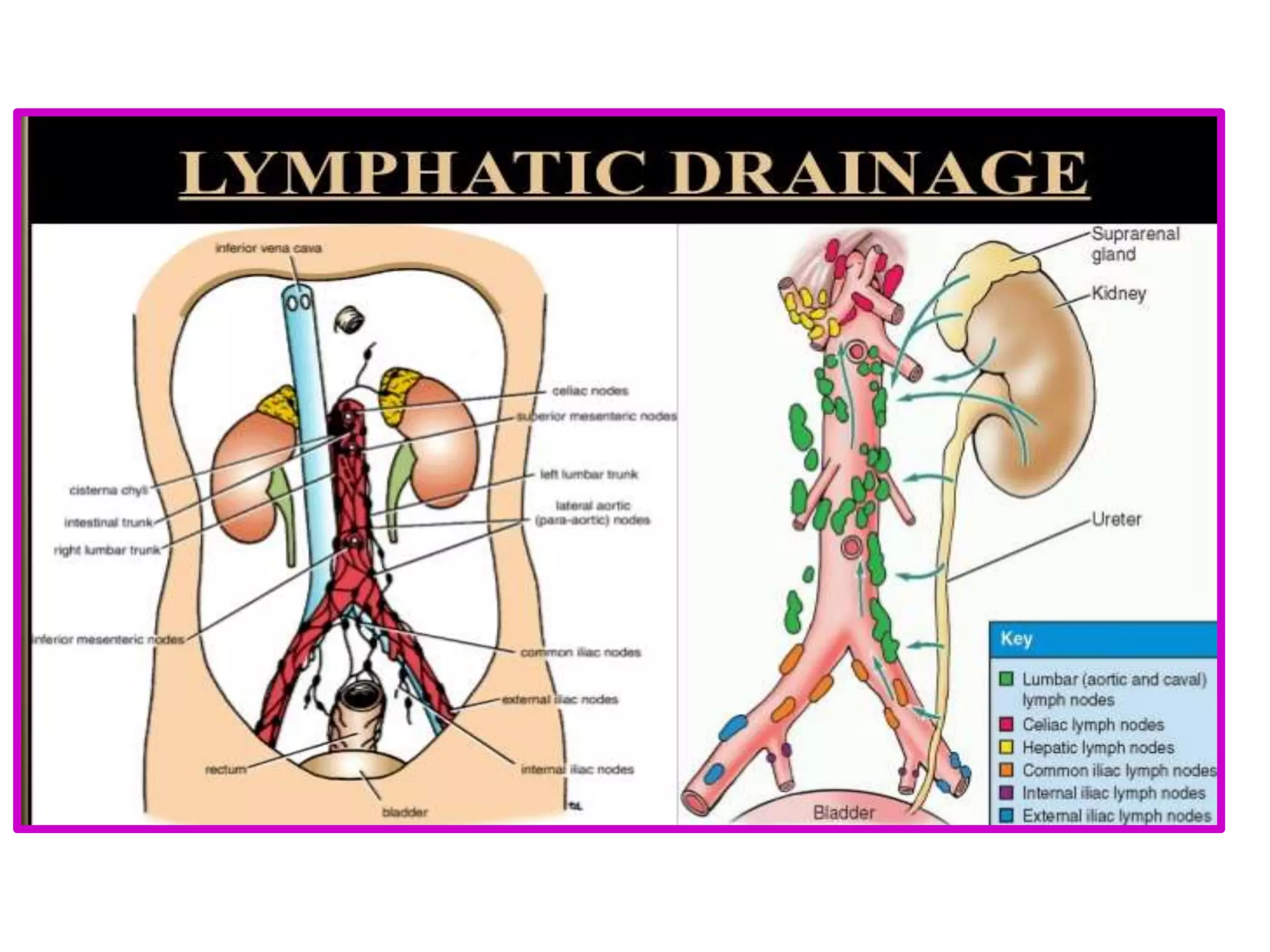 Anatomy of kidneys | PPTX
