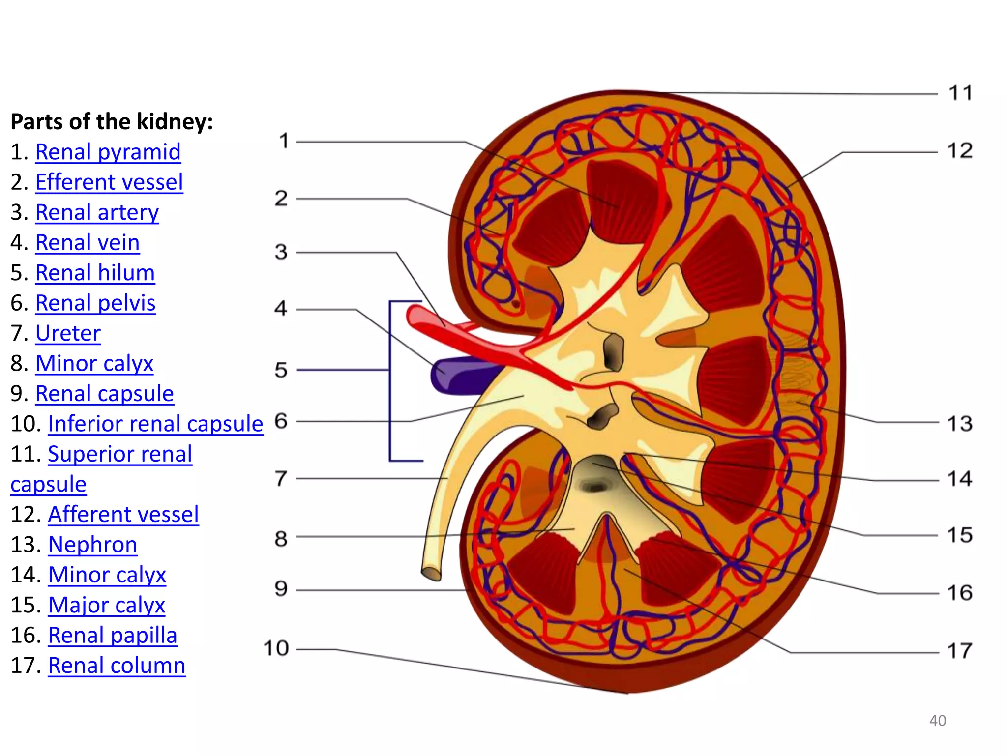 Anatomy of kidneys | PPTX | Endocrine and Metabolic Diseases | Diseases and Conditions