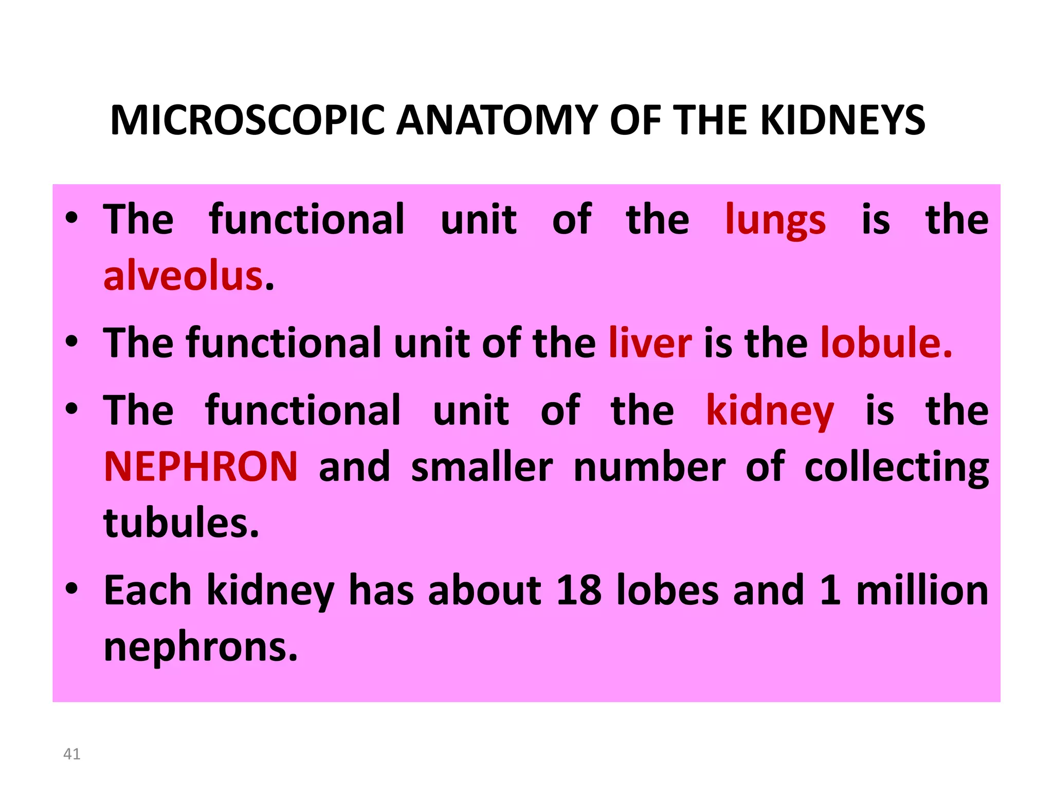Anatomy of kidneys | PPTX | Endocrine and Metabolic Diseases | Diseases and Conditions