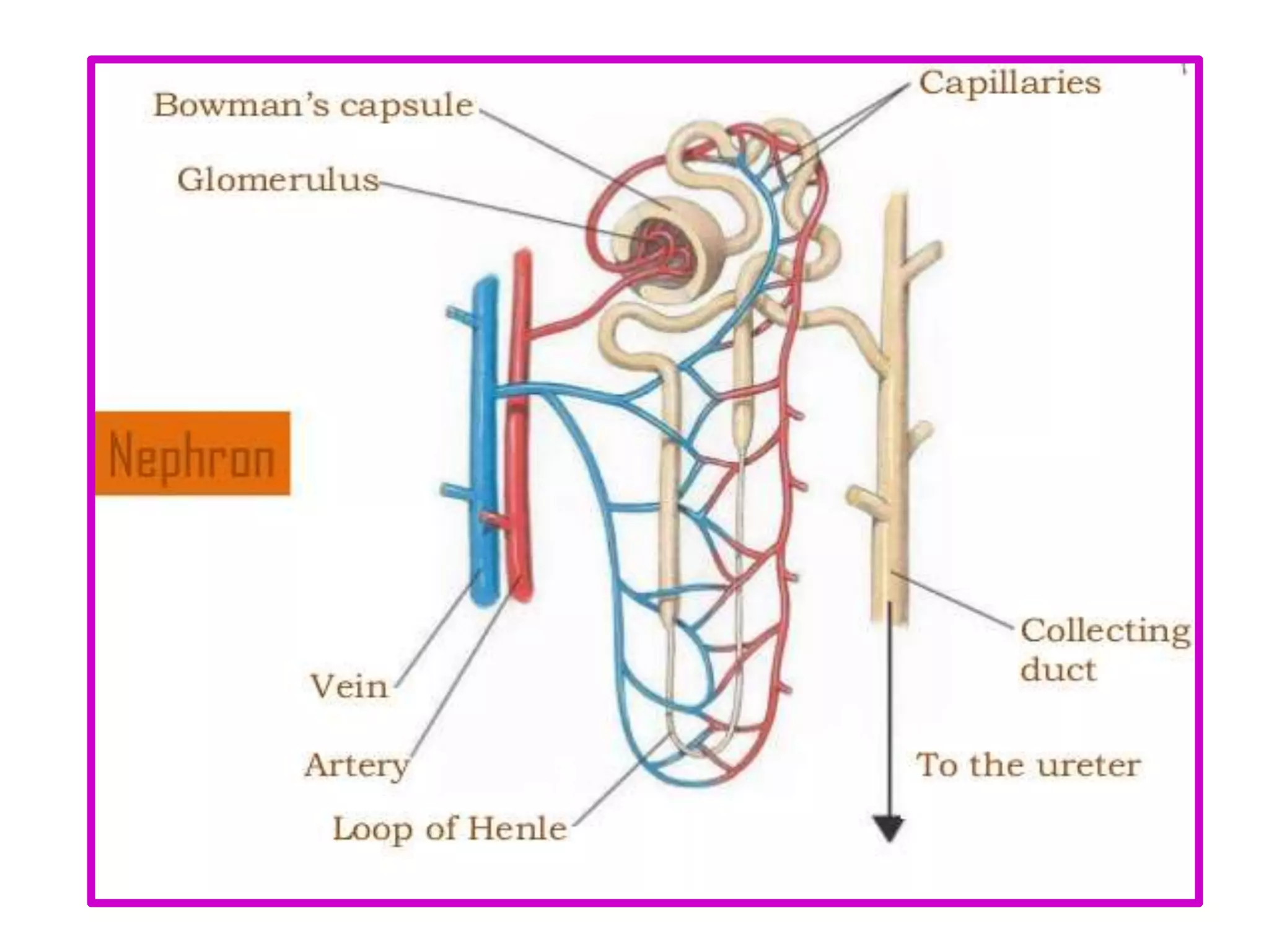 Anatomy of kidneys | PPTX | Endocrine and Metabolic Diseases | Diseases ...