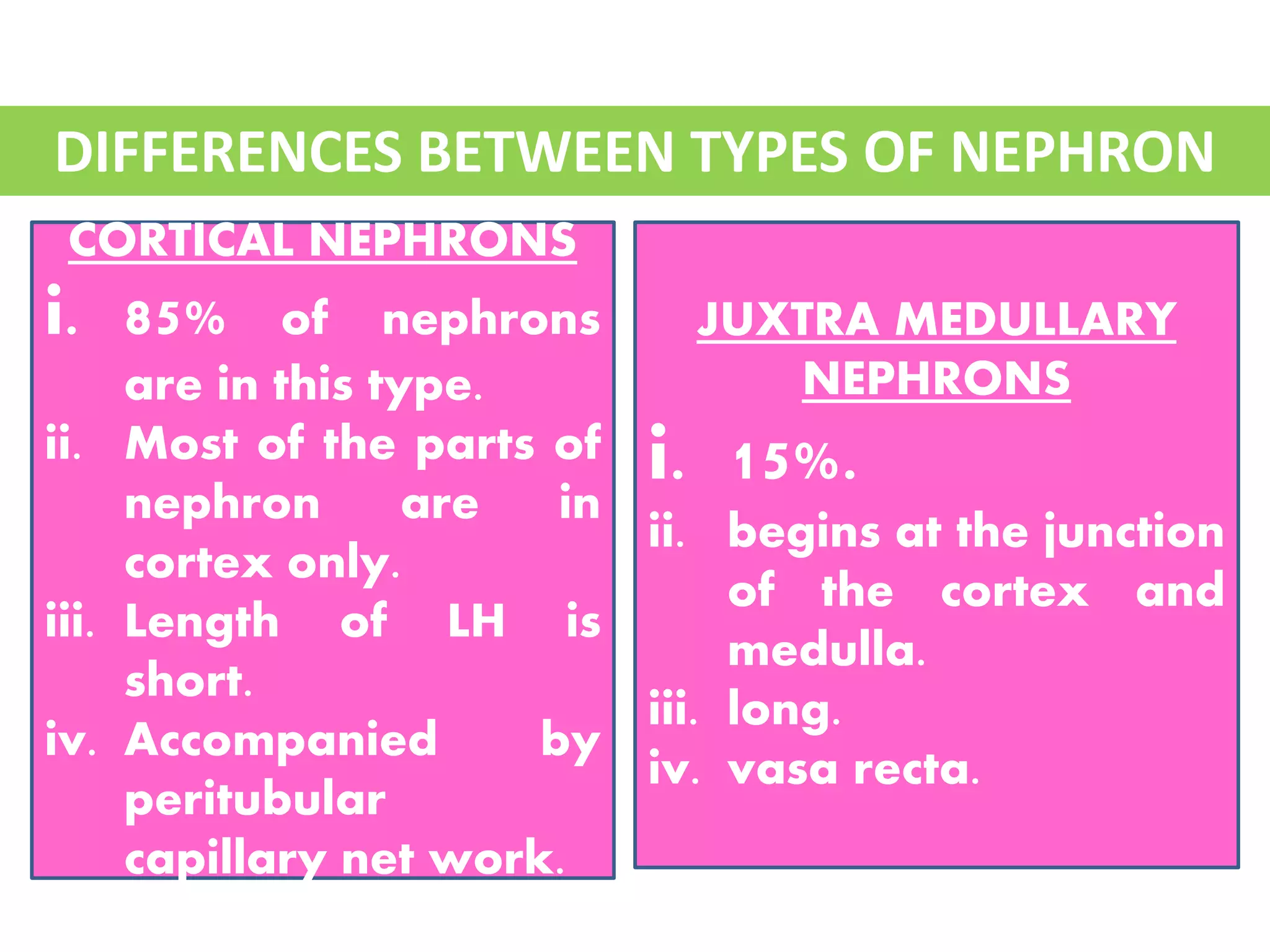 Anatomy of kidneys | PPTX