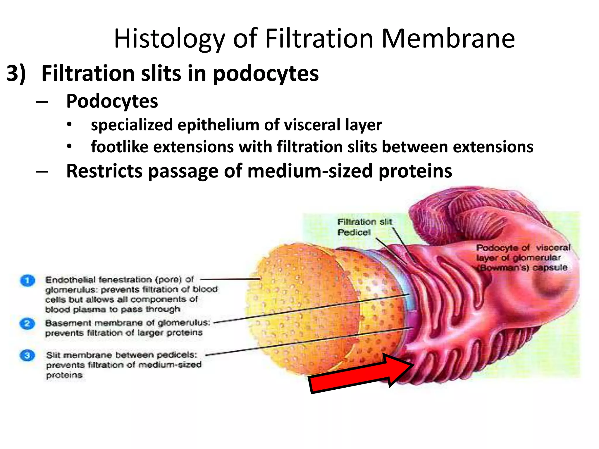 Anatomy of kidneys | PPTX