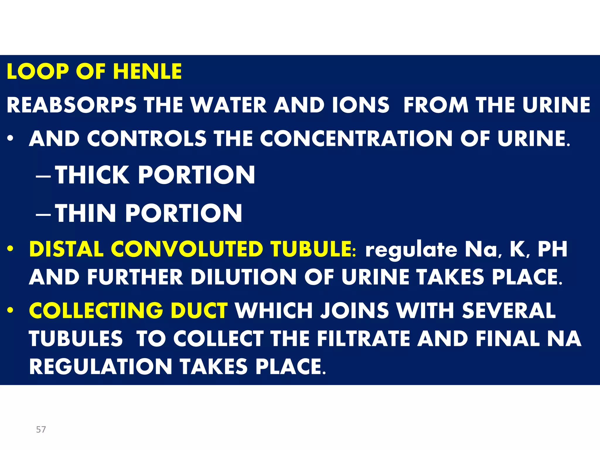 Anatomy of kidneys | PPTX