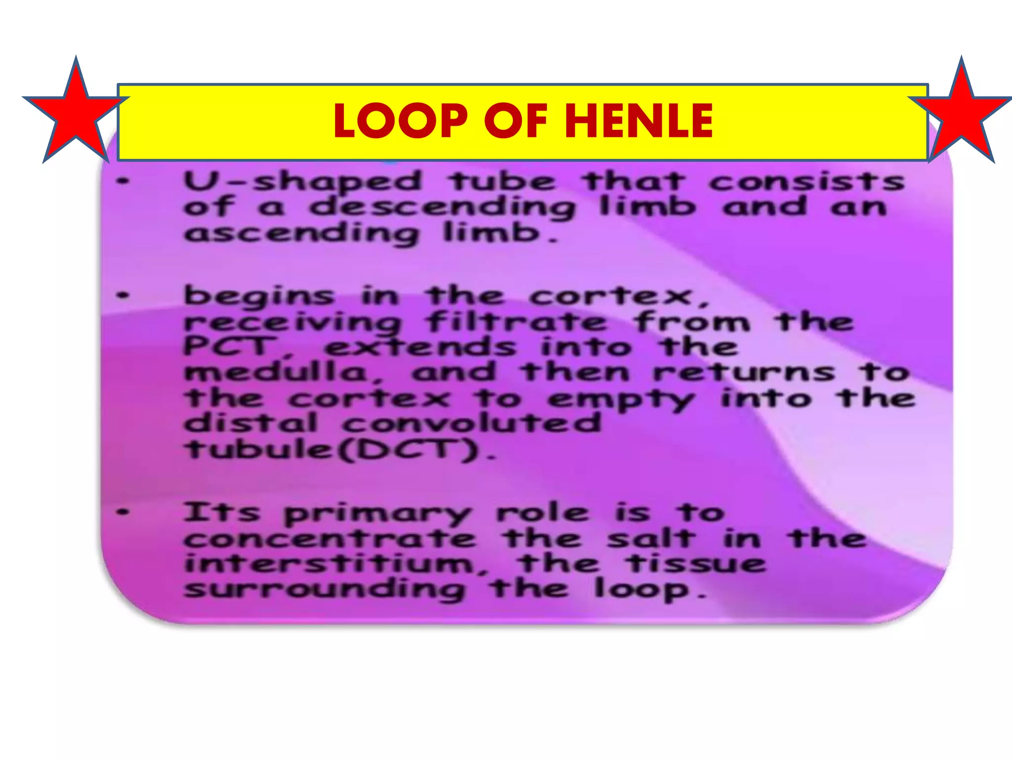 Anatomy of kidneys | PPTX