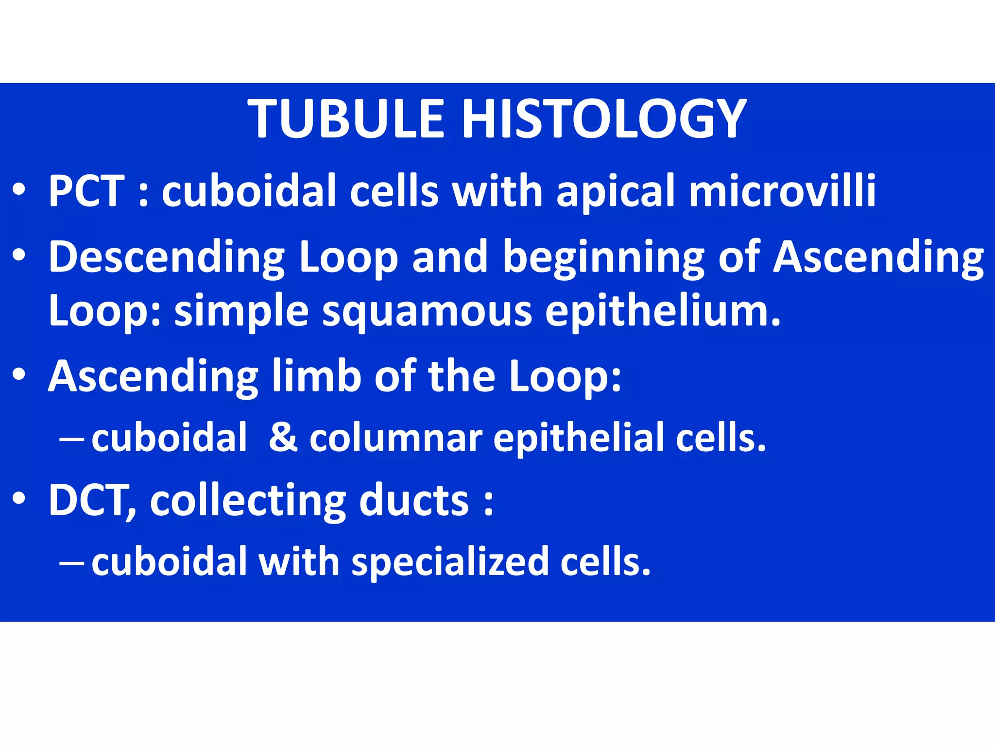 Anatomy of kidneys | PPTX