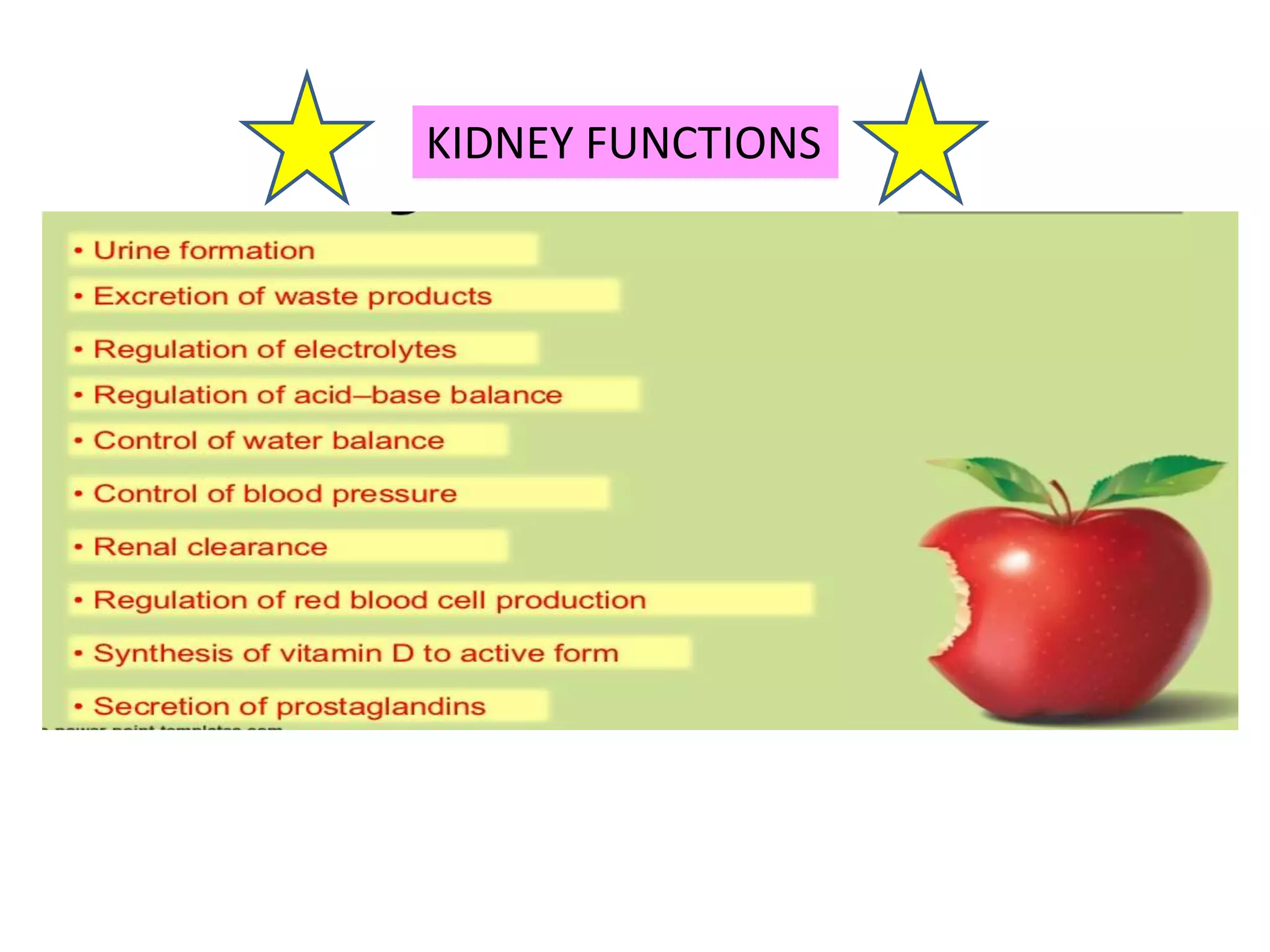 Anatomy of kidneys | PPTX