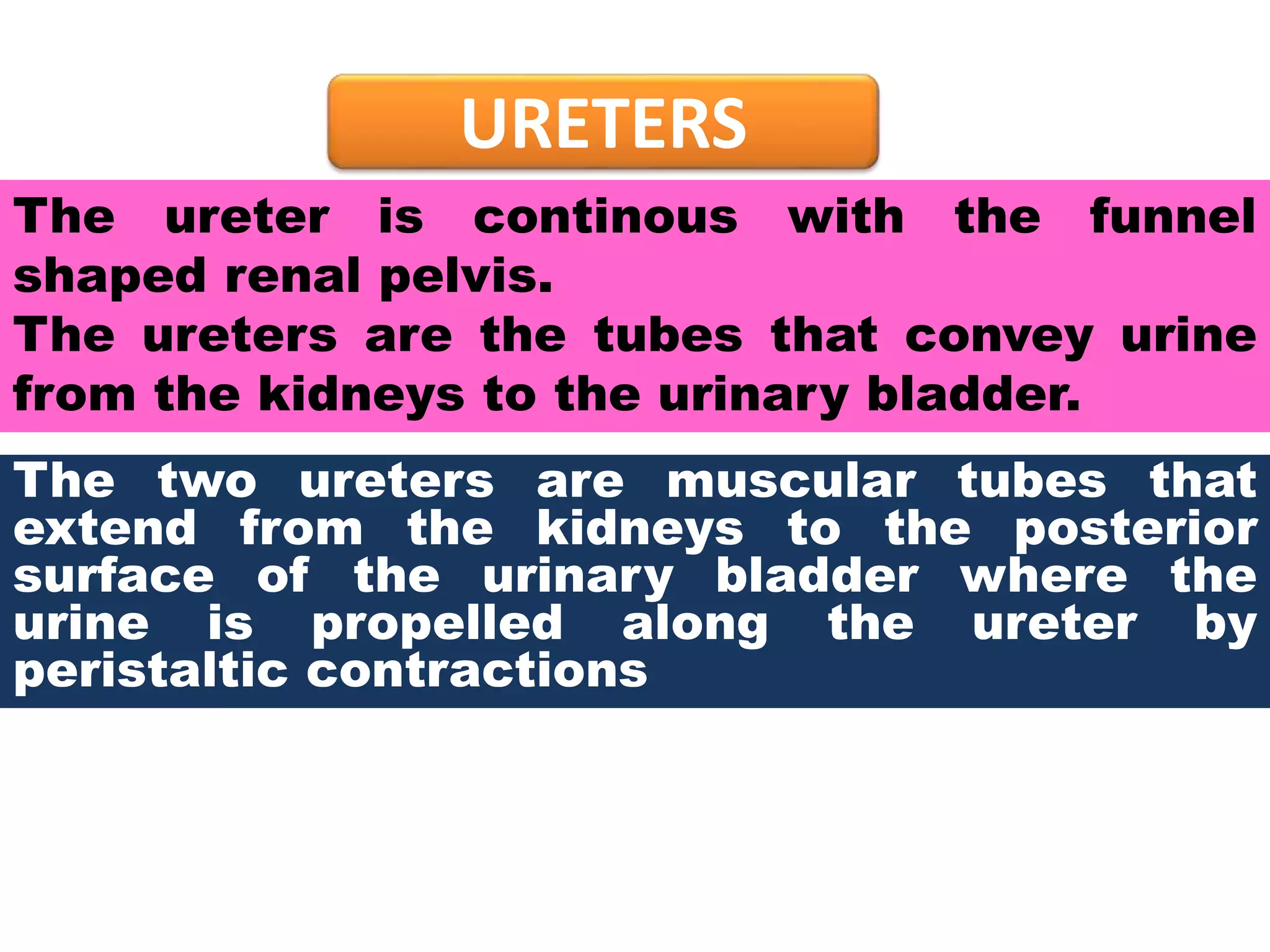 Anatomy of kidneys | PPTX