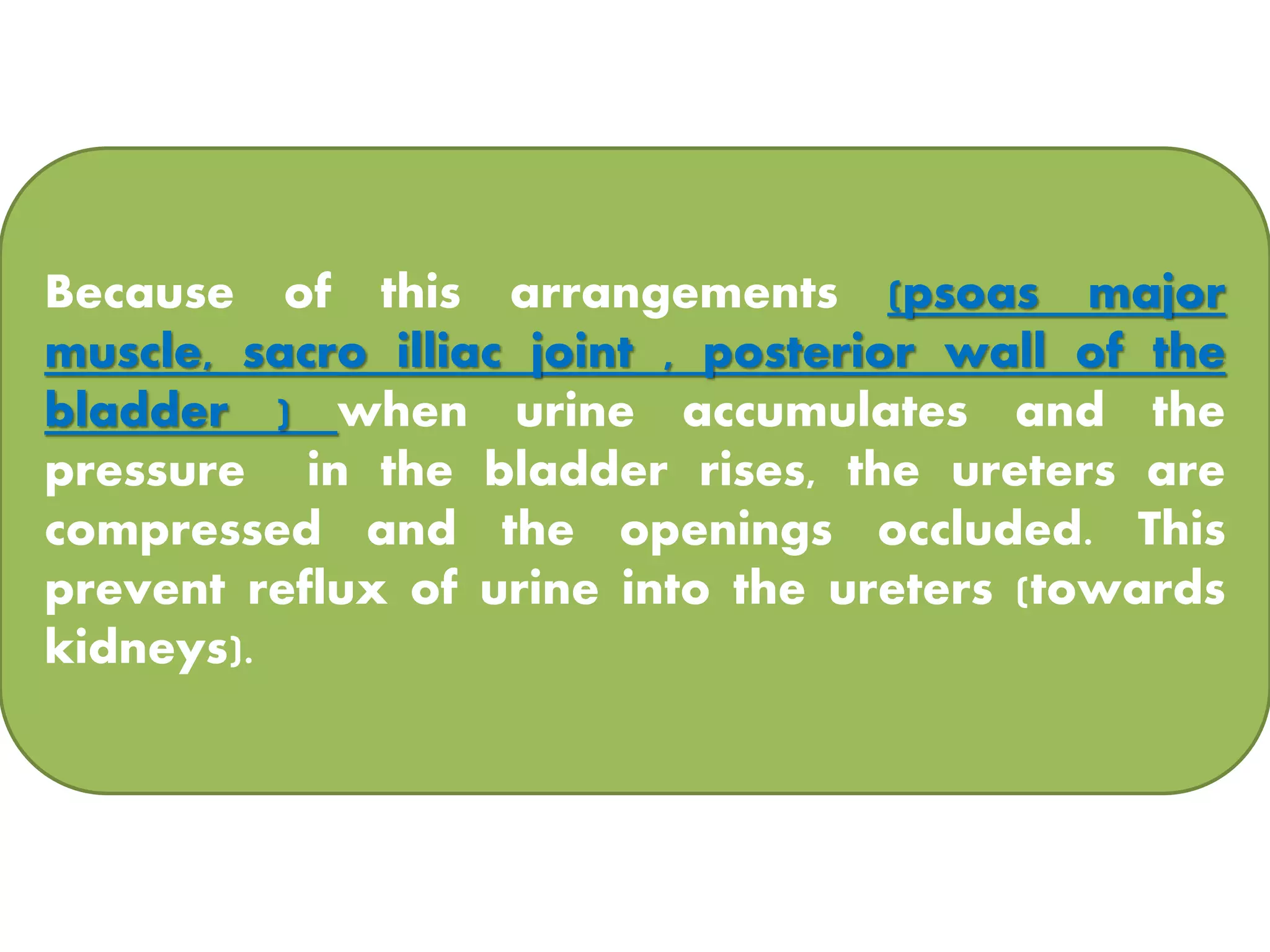 Anatomy of kidneys | PPTX