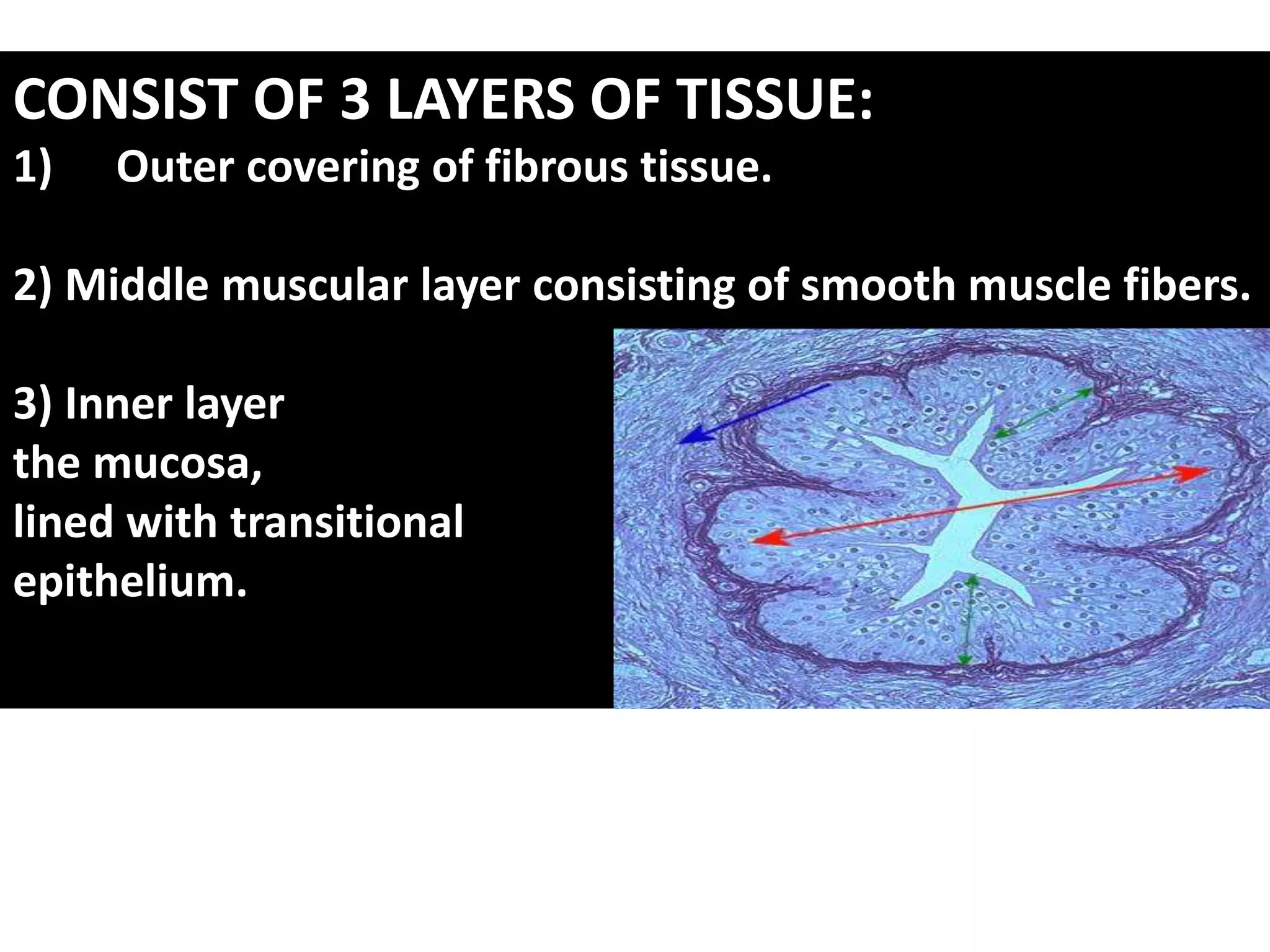 Anatomy of kidneys | PPTX
