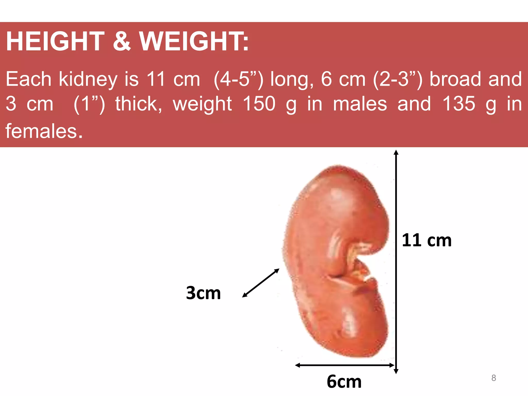 Anatomy of kidneys | PPTX | Endocrine and Metabolic Diseases | Diseases ...