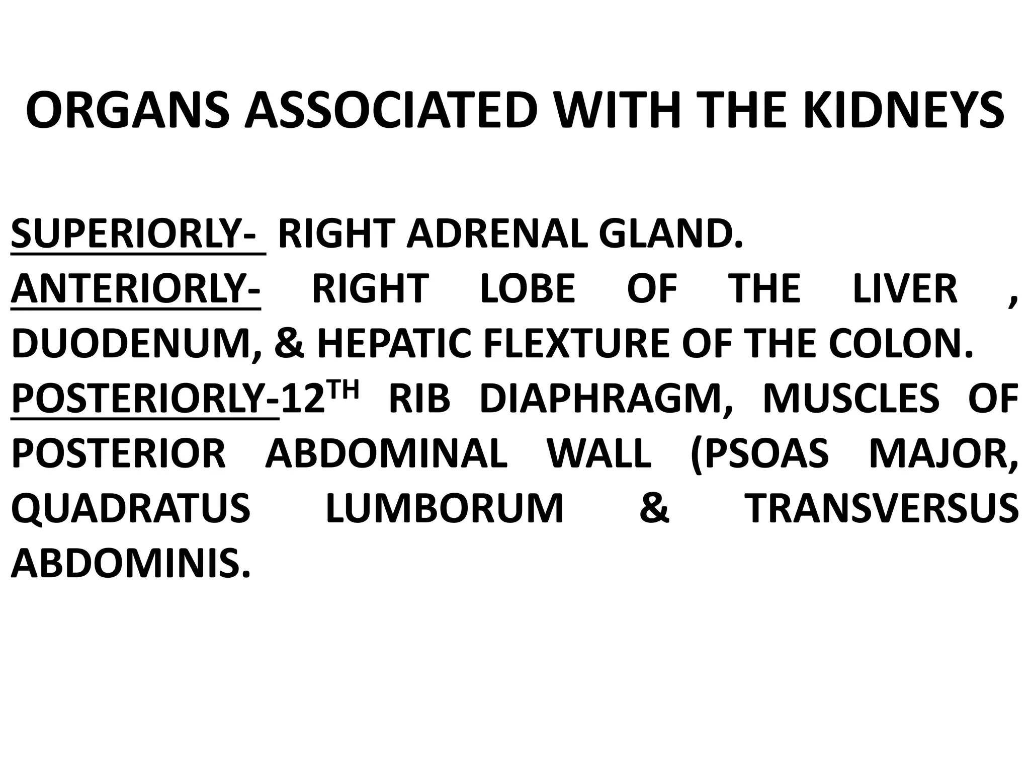Anatomy of kidneys | PPTX