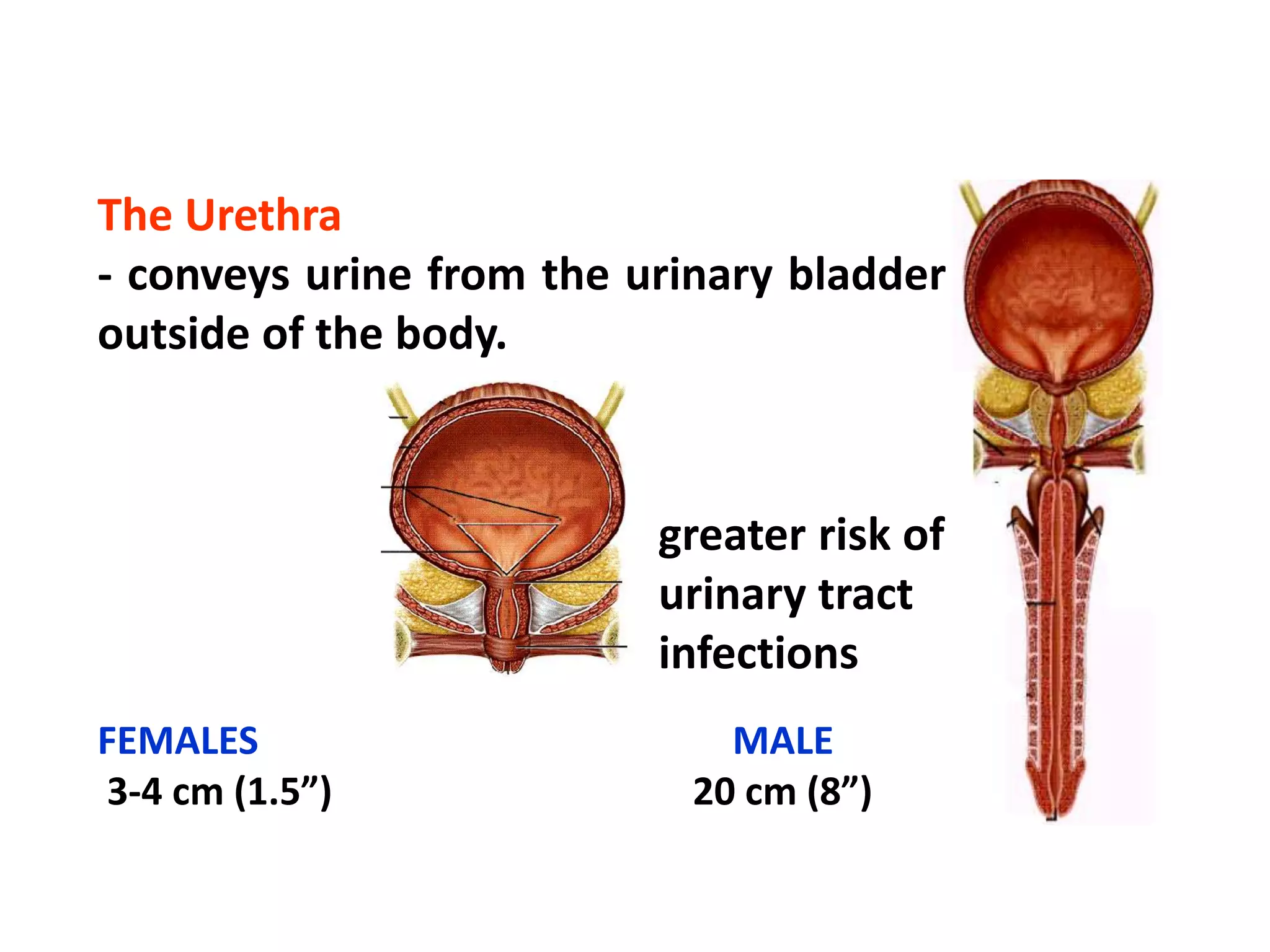 Anatomy of kidneys | PPTX