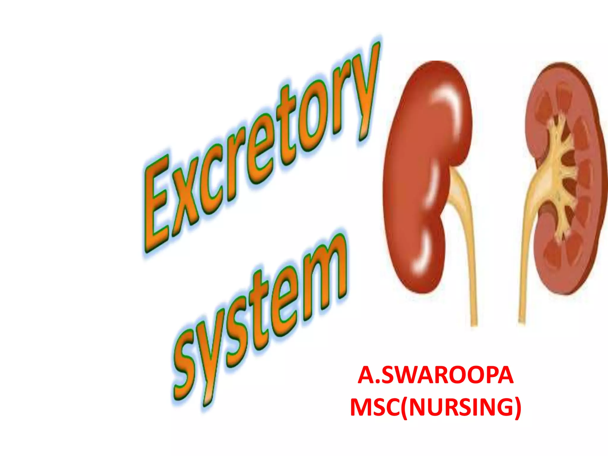 Anatomy of kidneys | PPT