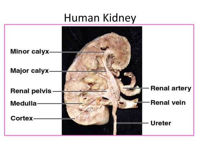Anatomy of kidneys | PPTX | Endocrine and Metabolic Diseases | Diseases ...