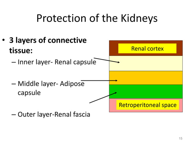 Anatomy of kidneys | PPTX | Endocrine and Metabolic Diseases | Diseases ...