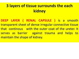 Anatomy of kidneys | PPTX