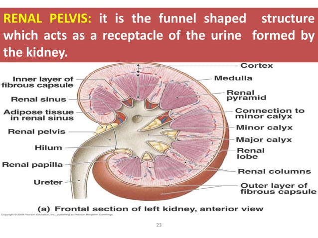 Anatomy of kidneys | PPTX | Endocrine and Metabolic Diseases | Diseases ...