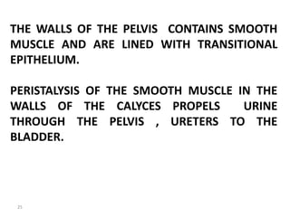 Anatomy of kidneys | PPTX