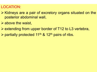 Anatomy of kidneys | PPTX