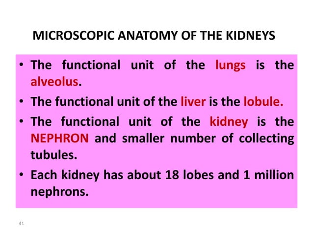 Anatomy of kidneys | PPTX | Endocrine and Metabolic Diseases | Diseases and Conditions