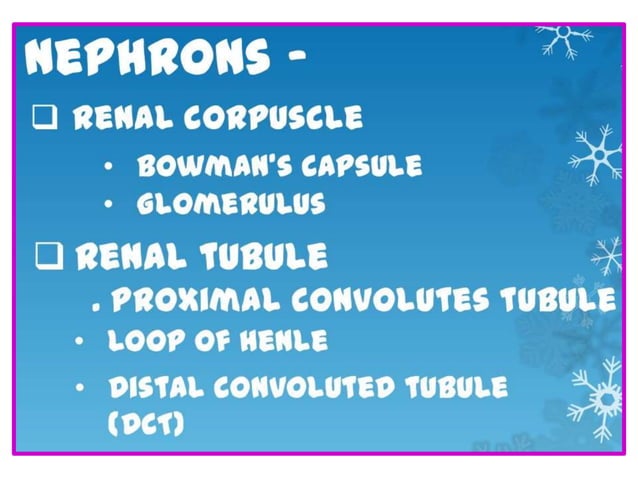 Anatomy of kidneys | PPTX | Endocrine and Metabolic Diseases | Diseases and Conditions
