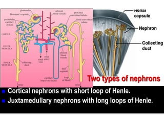 Anatomy of kidneys | PPTX