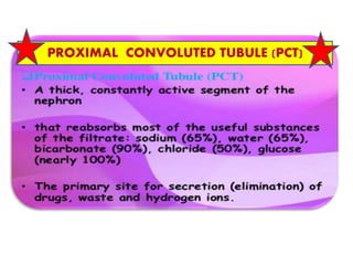 Anatomy of kidneys | PPTX