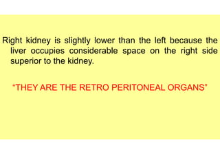 Anatomy of kidneys | PPTX