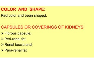 Anatomy of kidneys | PPTX